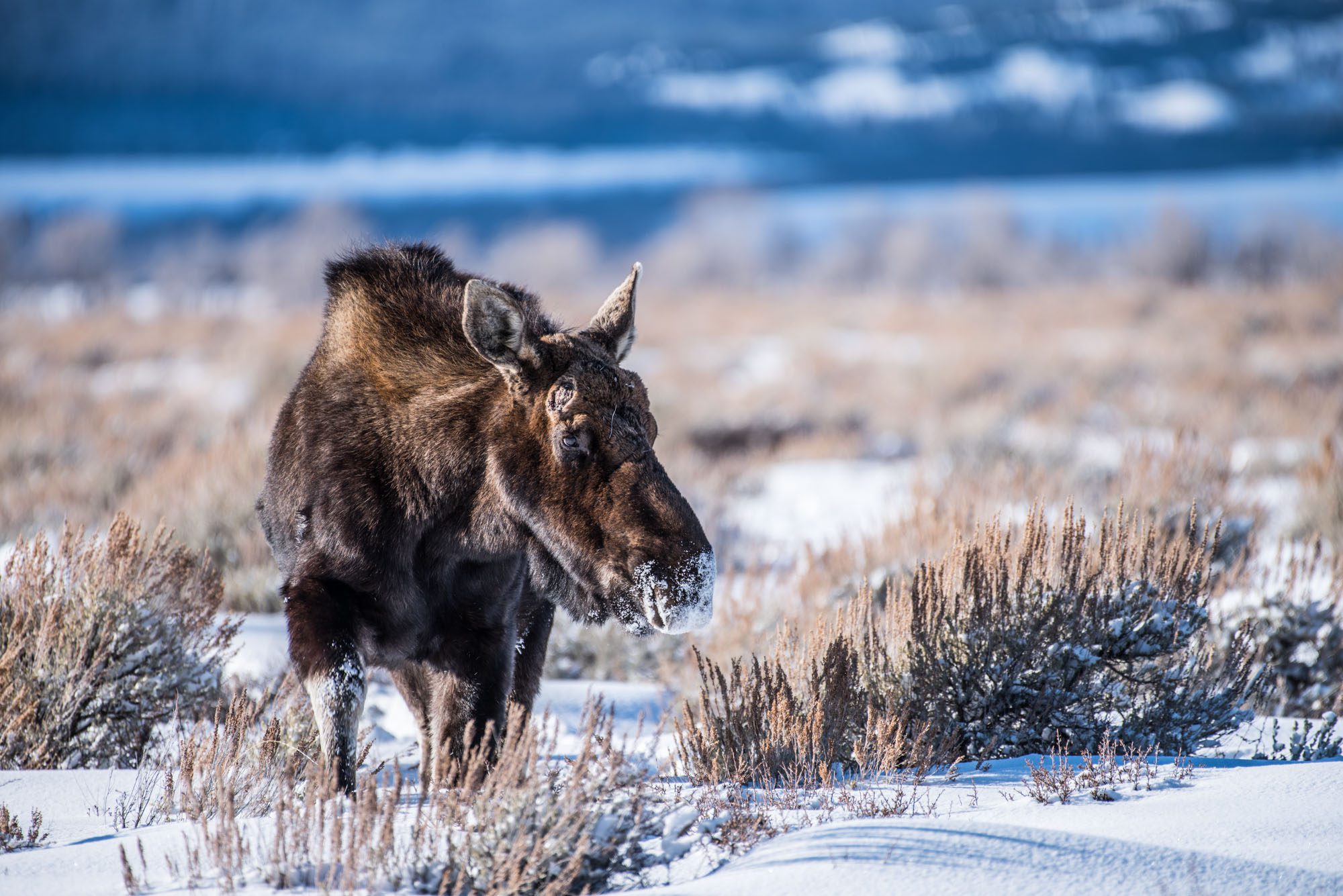 Jackson Hole Moose Herd - Jeff Bernhard Photography