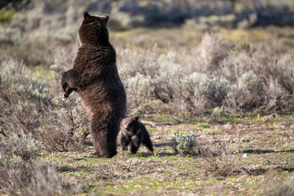 Grizzly Bear 399 makes her 2023 appearance with a new cub, May 16th ...