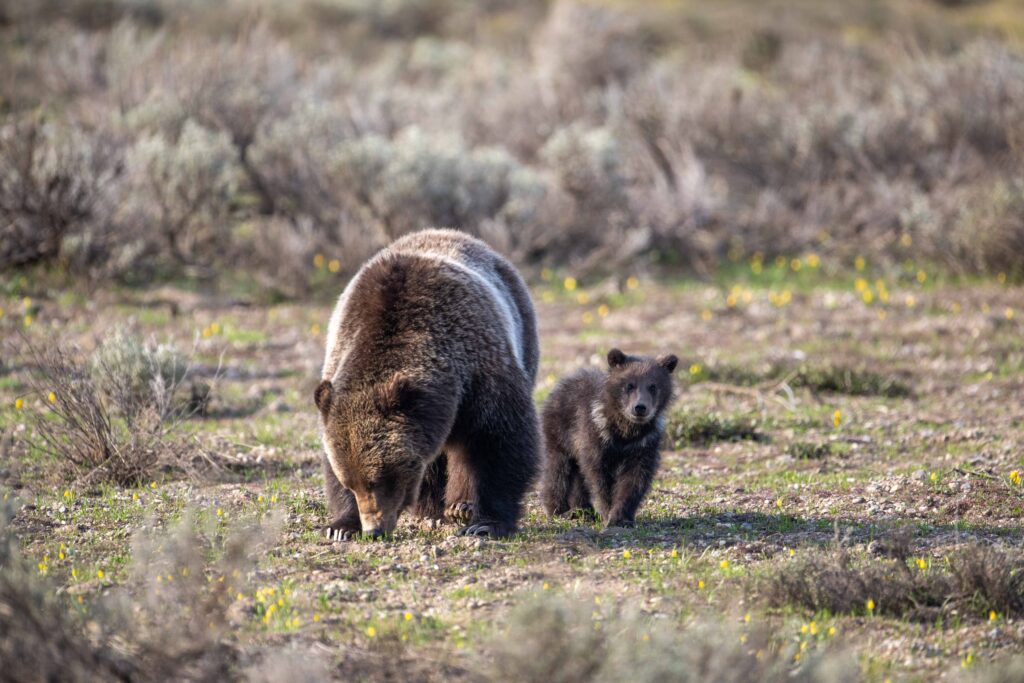 Grizzly Bear 399 makes her 2023 appearance with a new cub, May 16th ...