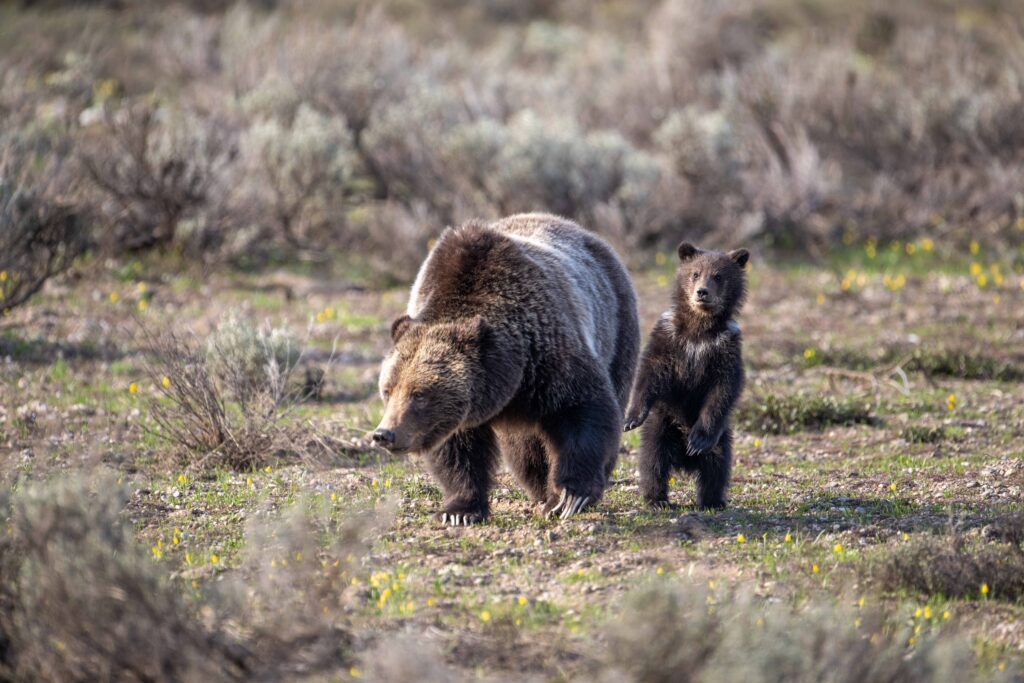 Grand Teton National Park - Jeff Bernhard Photography