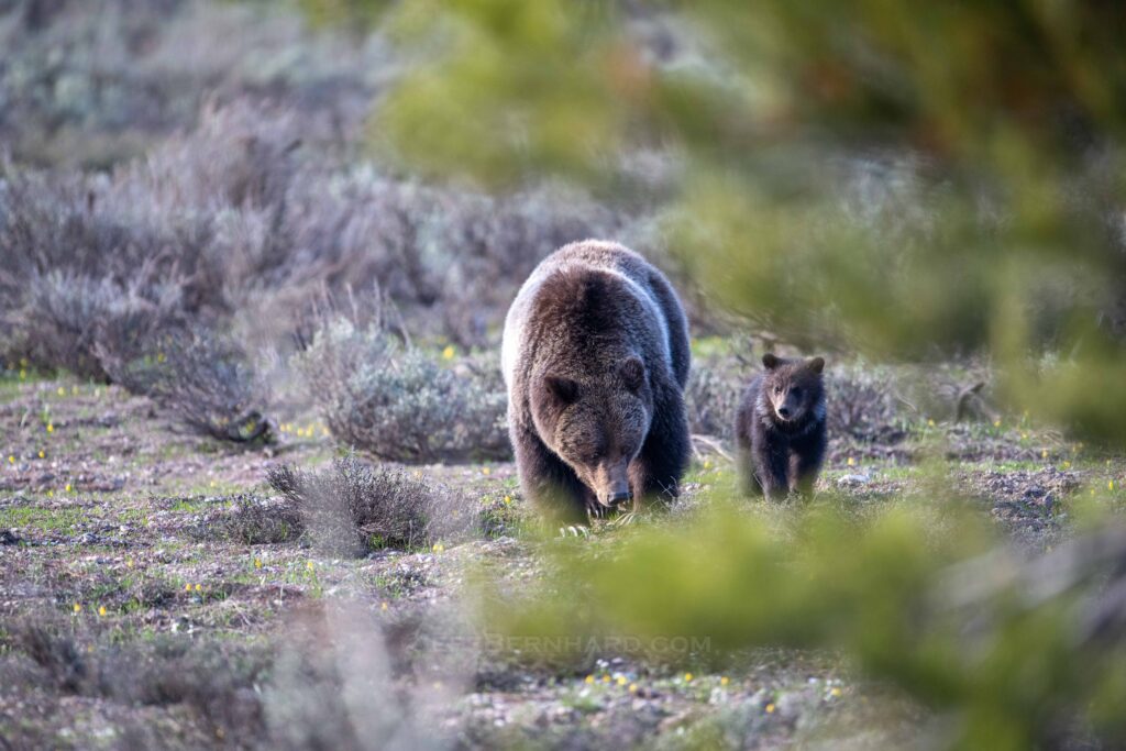 Grizzly Bear 399 makes her 2023 appearance with a new cub, May 16th ...