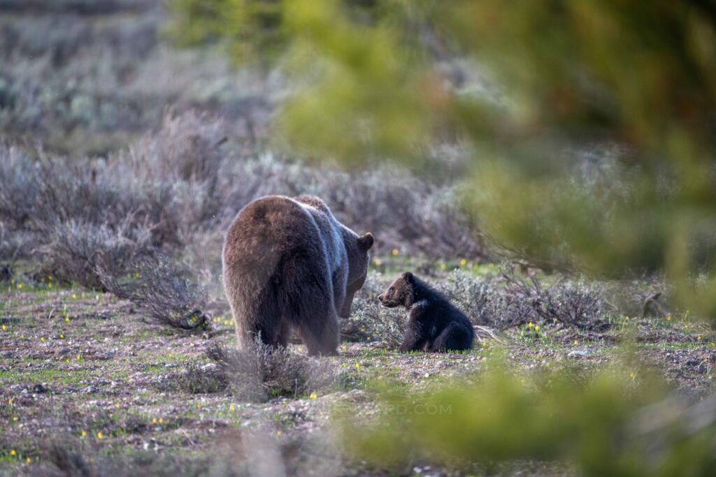 Grizzly Bear 399 makes her 2023 appearance with a new cub, May 16th ...