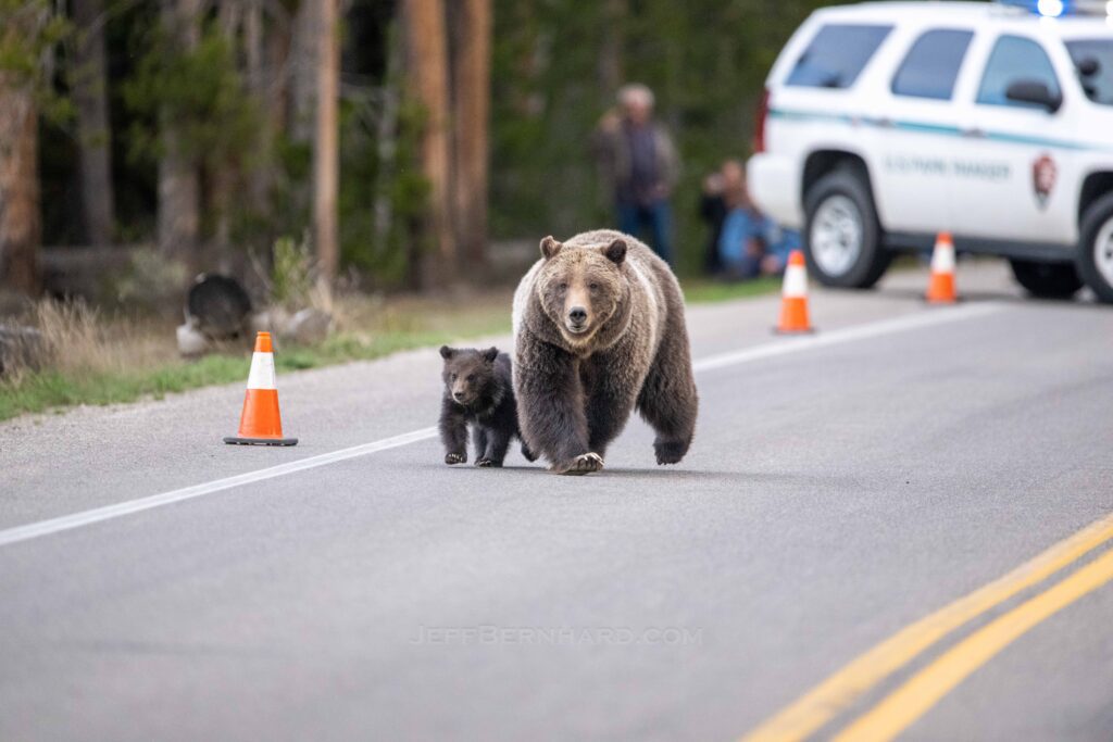 Grizzly Bear 399 makes her 2023 appearance with a new cub, May 16th ...