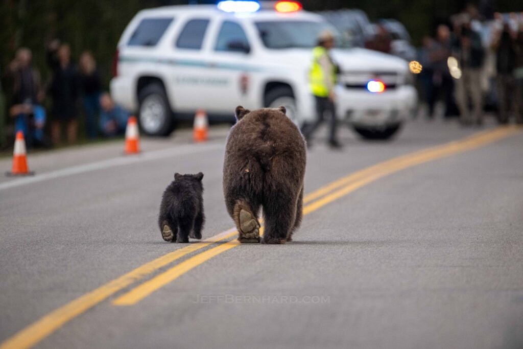 Grizzly Bear 399 makes her 2023 appearance with a new cub, May 16th ...