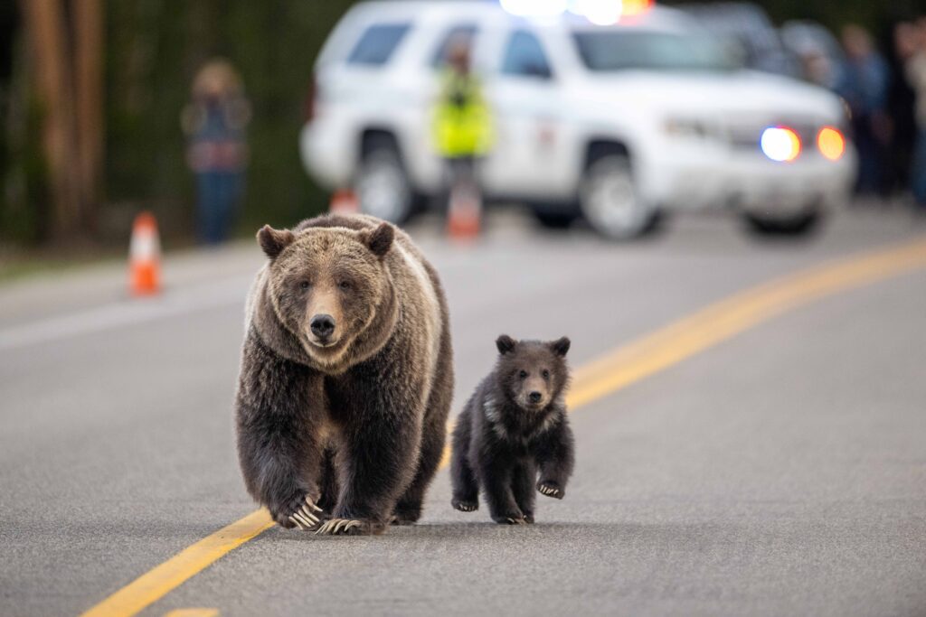 Grizzly Bear 399 makes her 2023 appearance with a new cub, May 16th ...