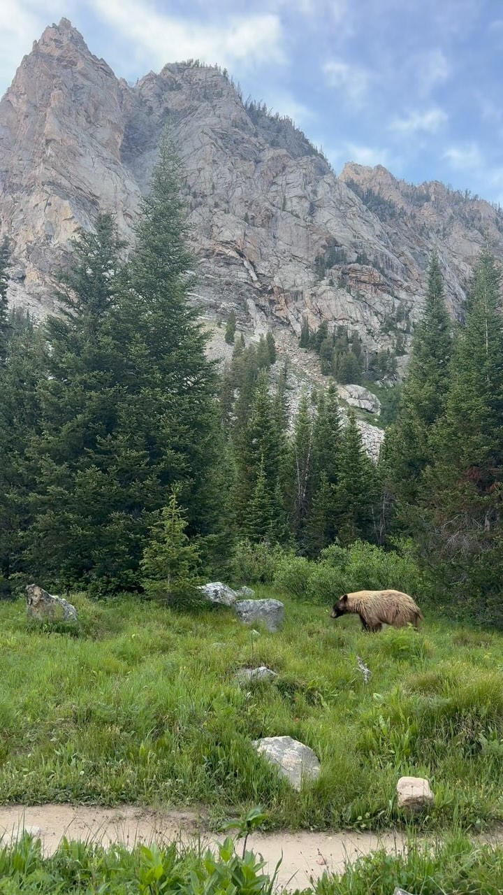Pair of Bison in front of the Tetons Photograph - Jeff Bernhard Photography